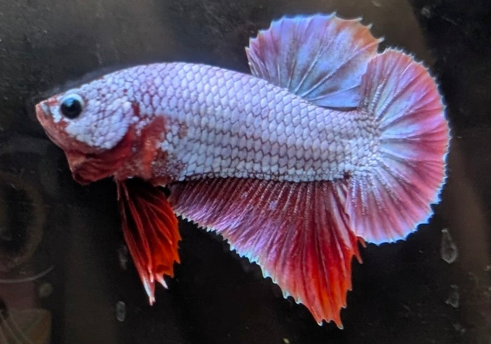 Wicked Bettas - Wild-type and Wild-type Hybrid Betta Breed and Sell ...