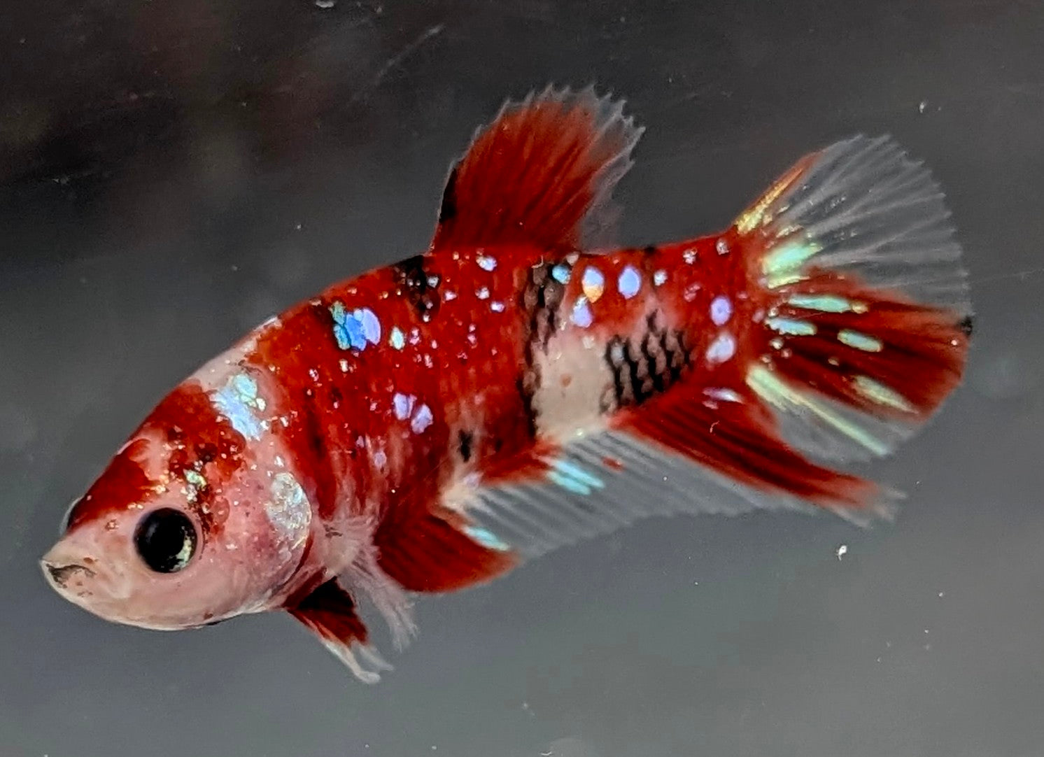 Wicked Bettas - Wild-type and Wild-type Hybrid Betta Breed and Sell ...